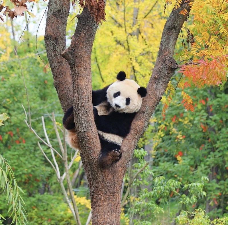 Chengdu: Group Tour to the Leshan Giant Buddha and Giant Panda Base ...