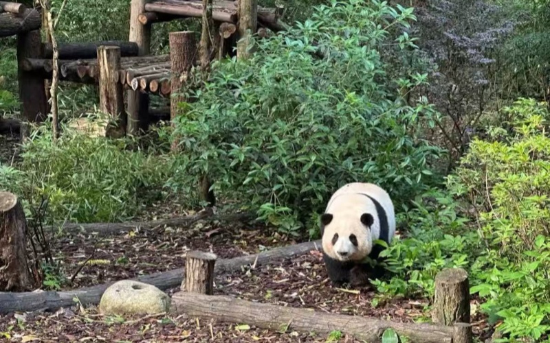 Chengdu: Group Tour to the Leshan Giant Buddha and Giant Panda Base ...